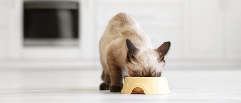 Raw Cat Foods Contain Deadly Pathogens, Posing Risks for Pets, Owners ...